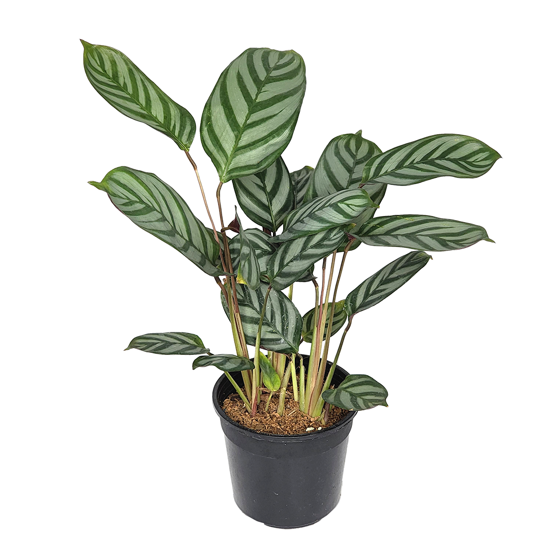 Đuôi Công Compact Star