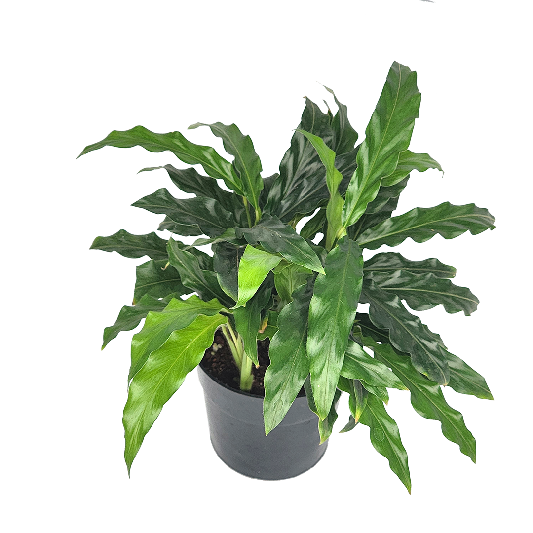 Đuôi công lông thỏ