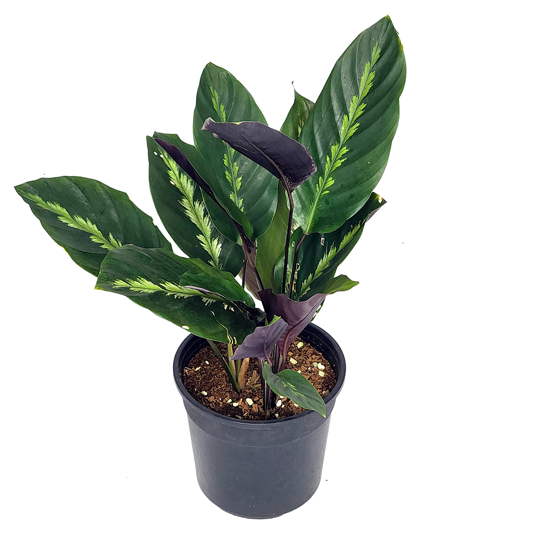 Calathea Maiu queen