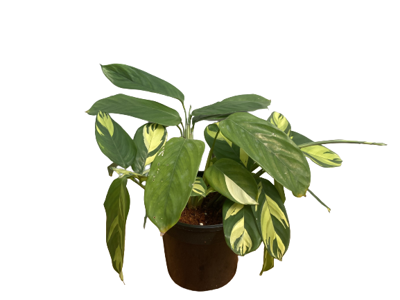 Đuôi công sọc vàng